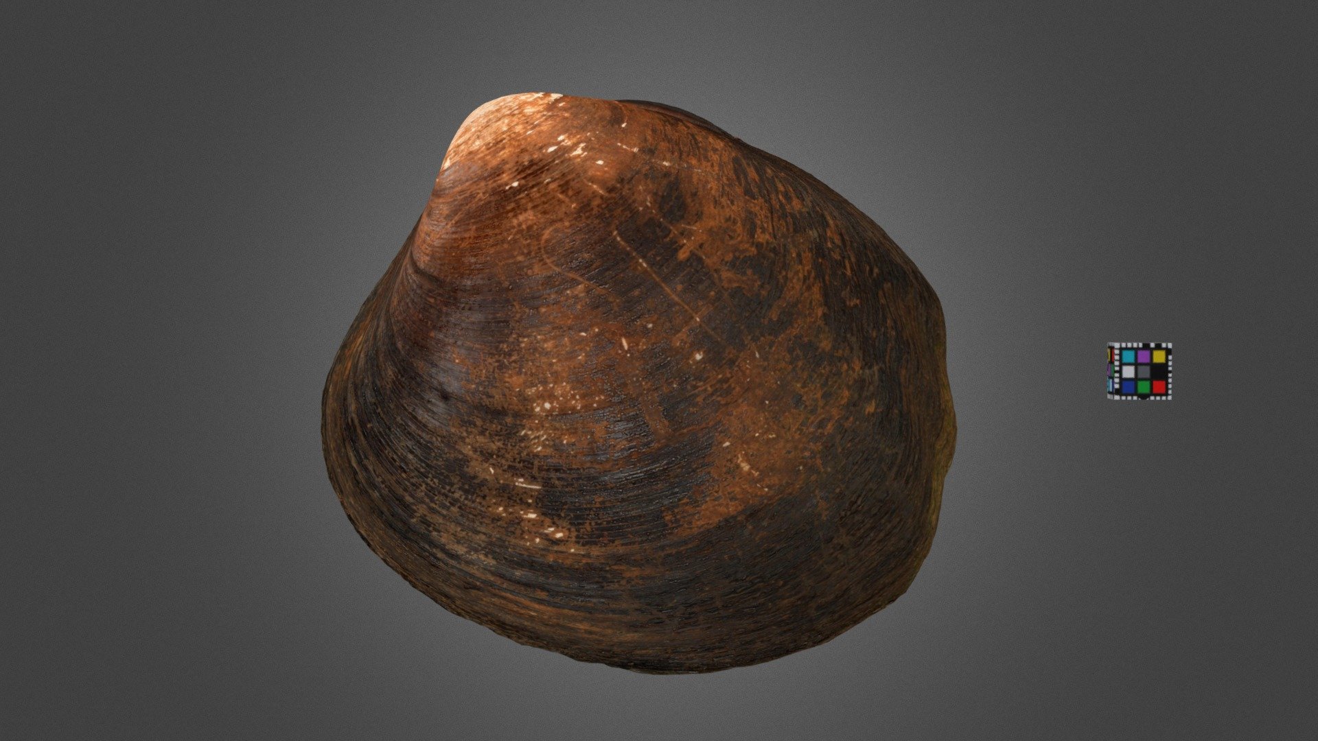 ヤエヤマヒルギシジミ Mangrove Clam, Geloina erosa - Download Free 3D model by ...