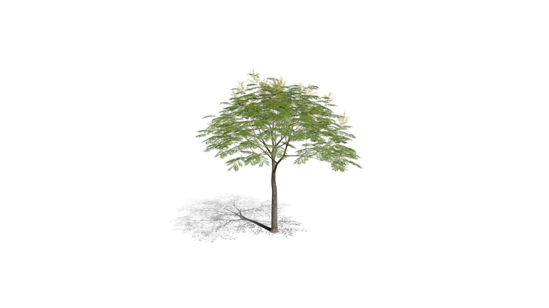 Realistic HD Chinese flame tree (7/20) - Download Free 3D model by ...