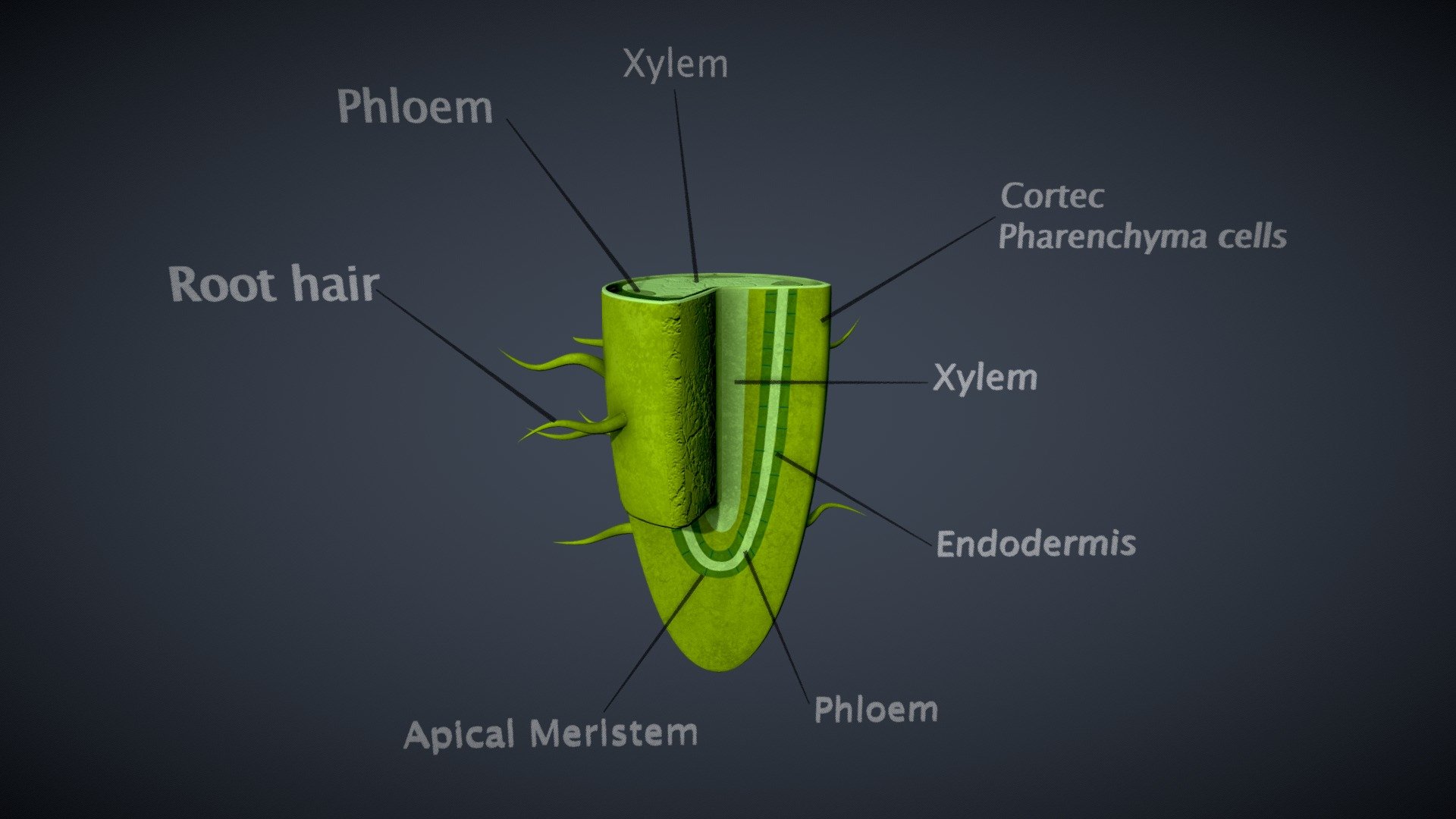 Root Structure - Download Free 3D model by arloopa [c294d45] - Sketchfab