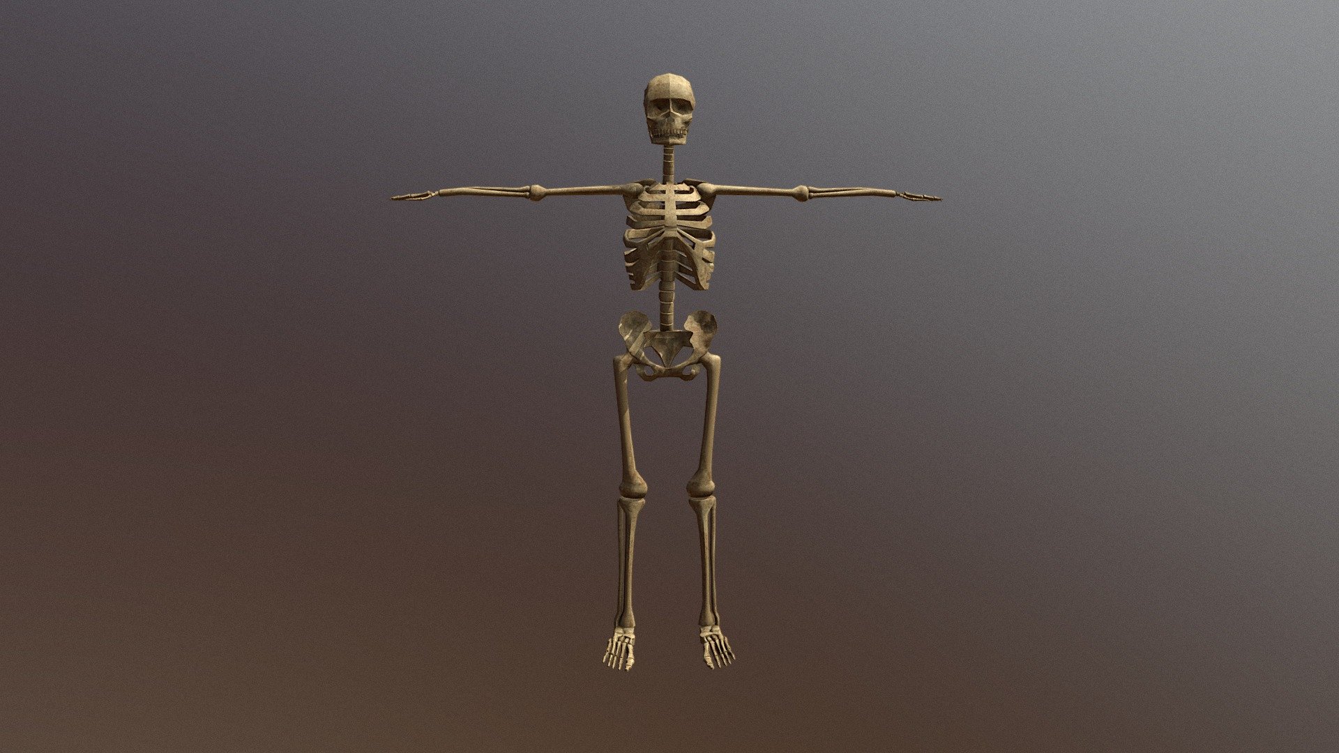 Skeleton - 3D model by Kylian Vis (@KylianVis) [c296d93] - Sketchfab
