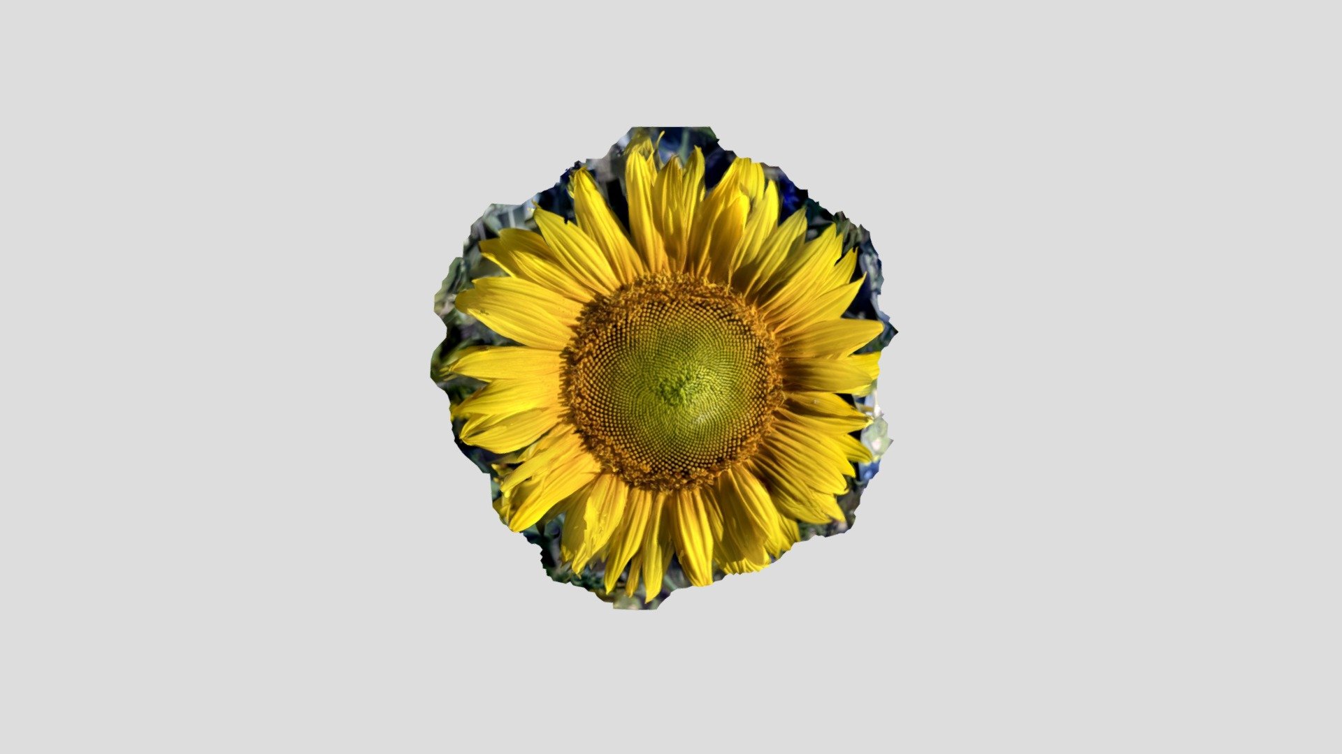 sunflower - 3D model by SightSonics [c2988c4] - Sketchfab