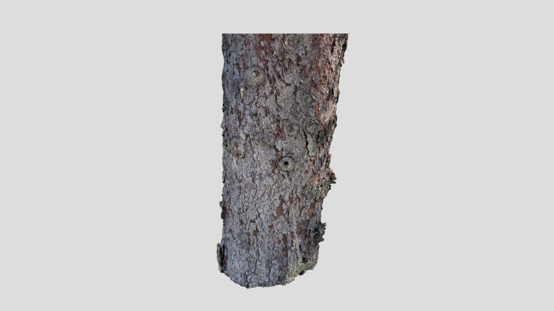 Day 021: Pine Tree Bark - Buy Royalty Free 3D model by uttamg911 ...