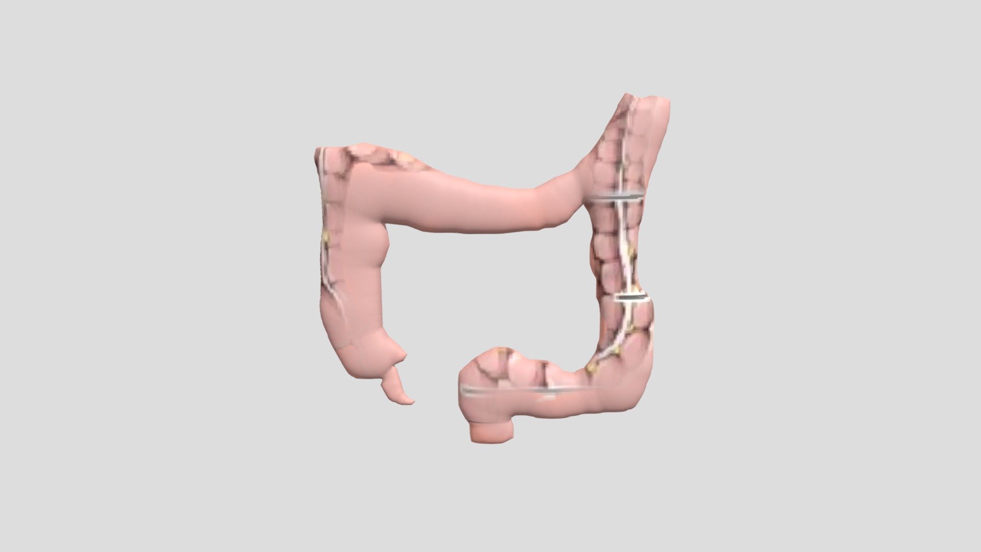 Usus Besar - 3D model by ainaansaz16 [c2a7c19] - Sketchfab