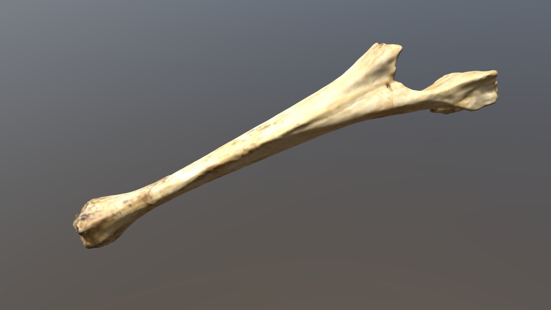 Mastodon Vertebral Process (VCU_3D_3876) - Download Free 3D model by ...
