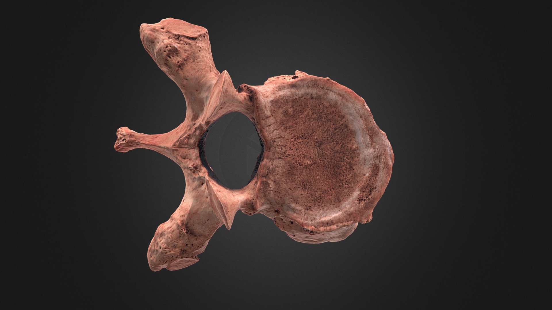 Vertebra 2 T9 - 3D model by TeFALab - by Paolo Chistè (@paolochiste ...