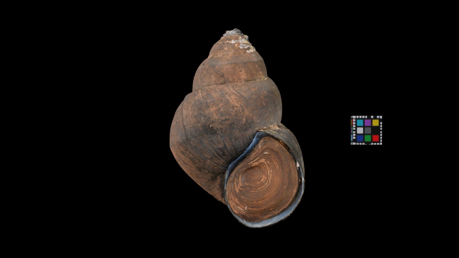 オオタニシ Freshwater Snail, Bellamya japonica - Download Free 3D model by ...