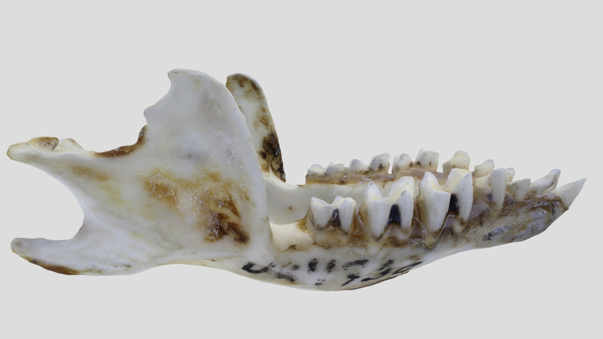 UWYMV:Mamm:1730, Scalopus aquaticus, Mandible - Download Free 3D model ...