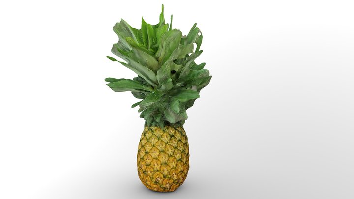 Pineapple 3D models - Sketchfab