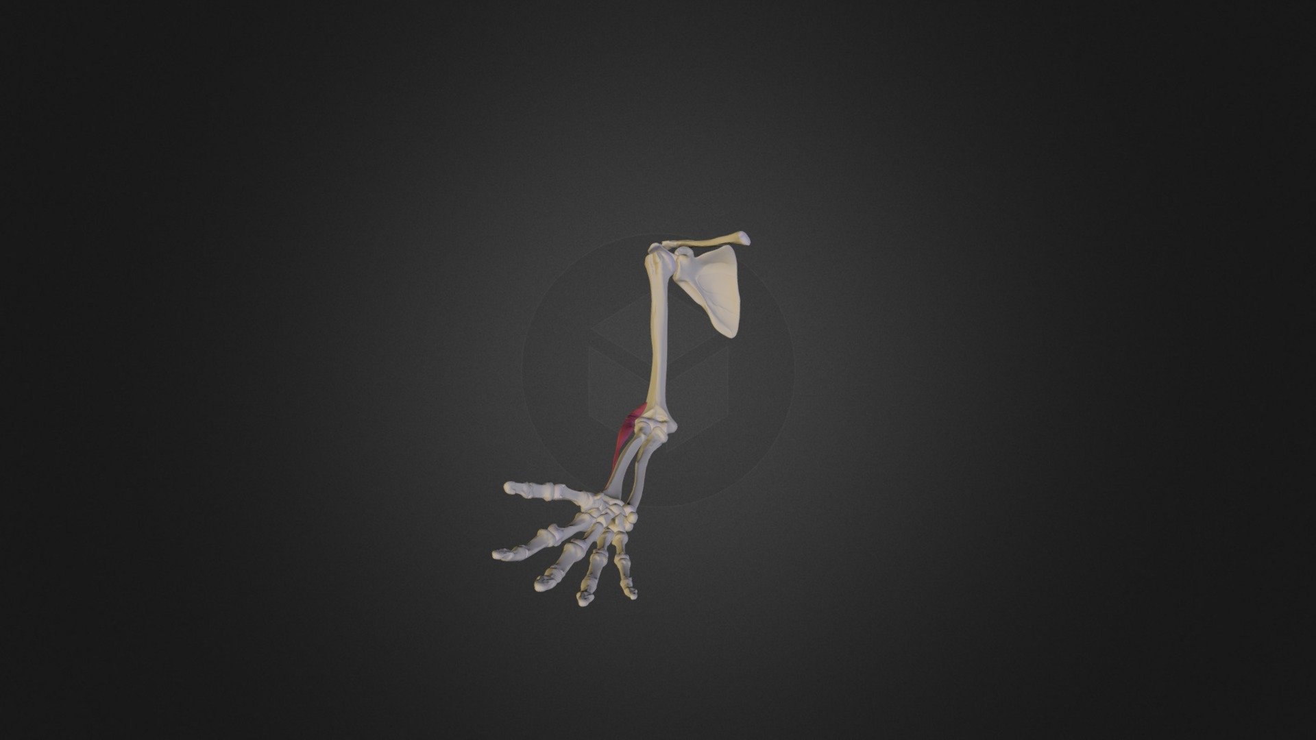 Extensor Carpi Radialis Longus Human Anatomy - 3D model by Medical ...