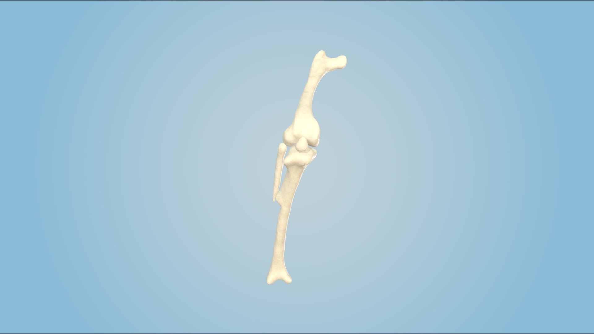 Parrot Patella, Fibula, and Tibiotarsus - 3D model by ERC [c2bd96f ...