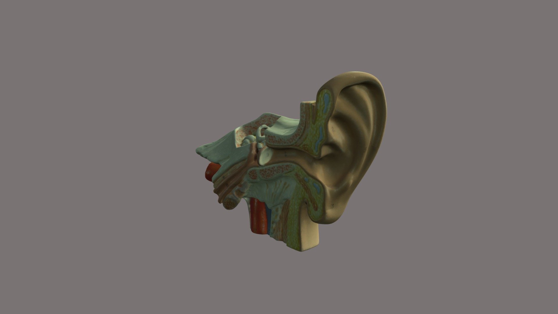 Oreille - 3D model by svtlyceepasteur [c2bda54] - Sketchfab