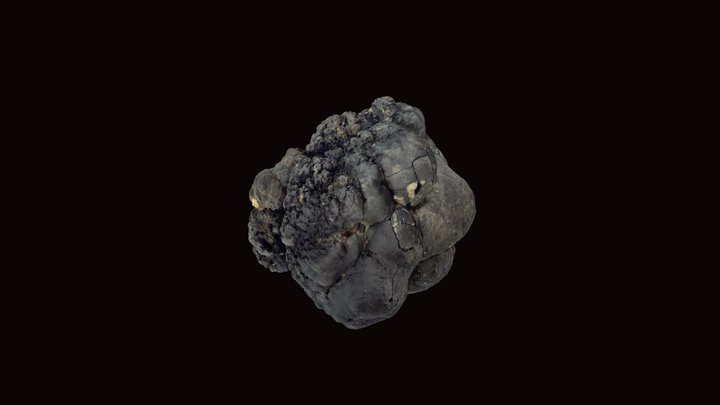 SOSA - Senckenberg Ocean Species Alliance (@oceanspecies) - Sketchfab