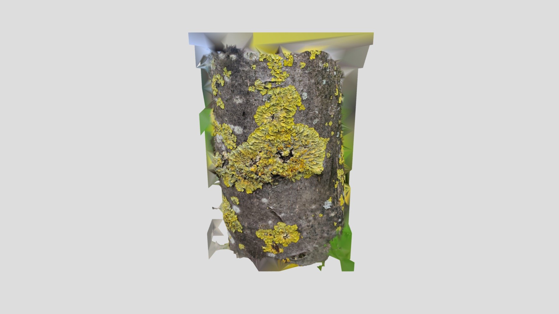 Lichen - 3D model by barisahin [c2c98ce] - Sketchfab