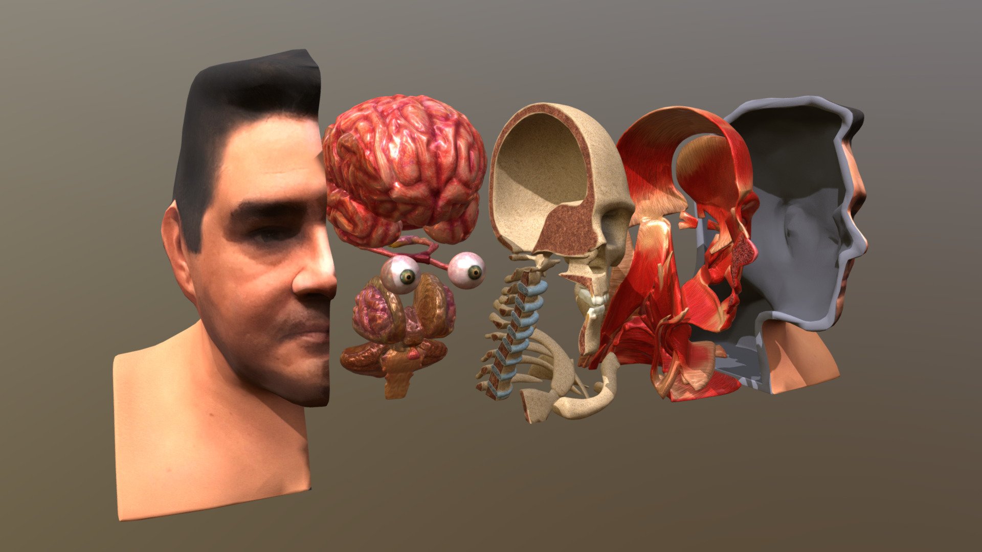 Head Anatomy Dissection Animation 0001 - Buy Royalty Free 3D model by ...