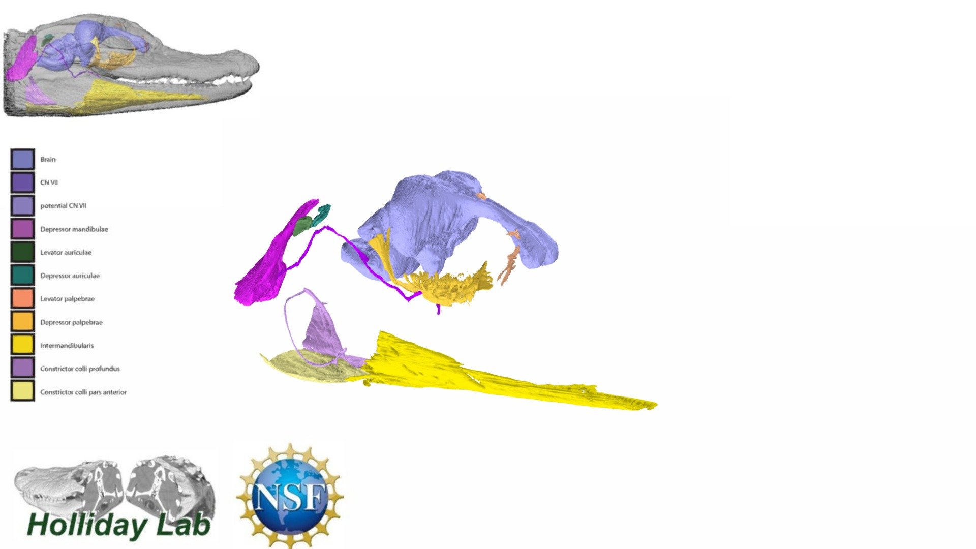 Yearling Alligator CN VII-Innervated Muscles - 3D model by Holliday Lab ...