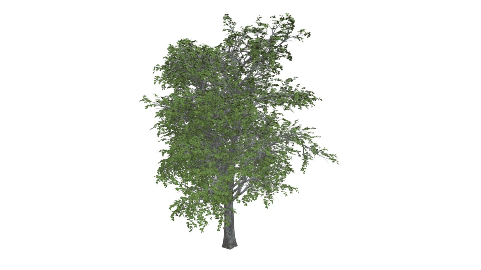 European Linden Tree #09 - Buy Royalty Free 3D model by meshshape ...