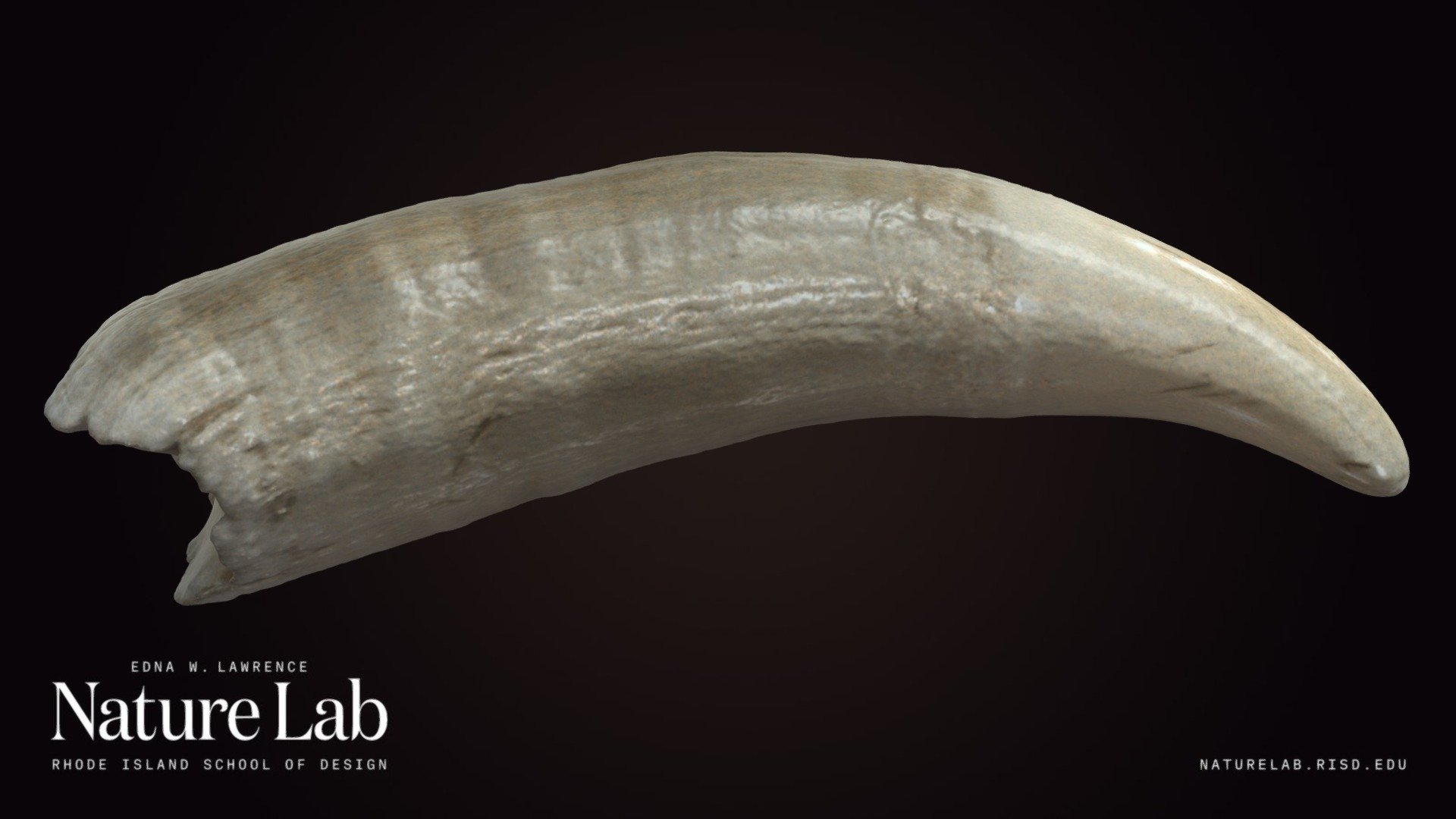 Whale Tooth - Download Free 3D model by RISD Nature Lab (@RISDNaturelab ...