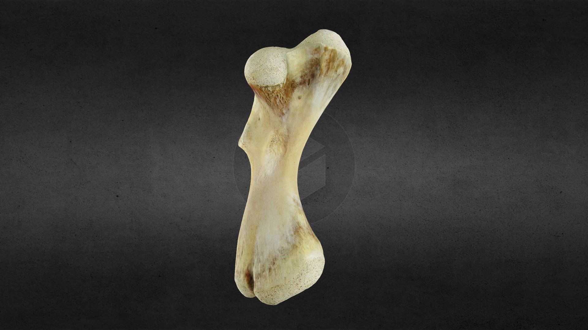 Marine turtle humerus - 3D model by Leonardo Lobo (@leonardolobo ...