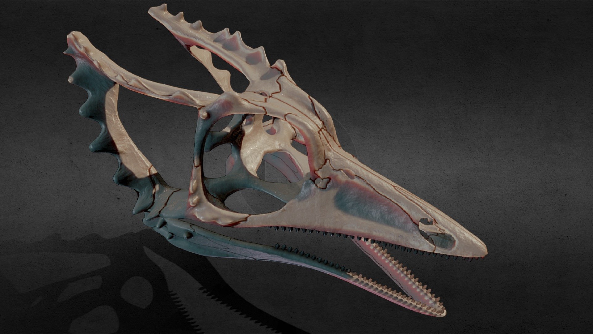 Weigeltisaurus jaekeli - Buy Royalty Free 3D model by MikeBG [c2eebd8 ...