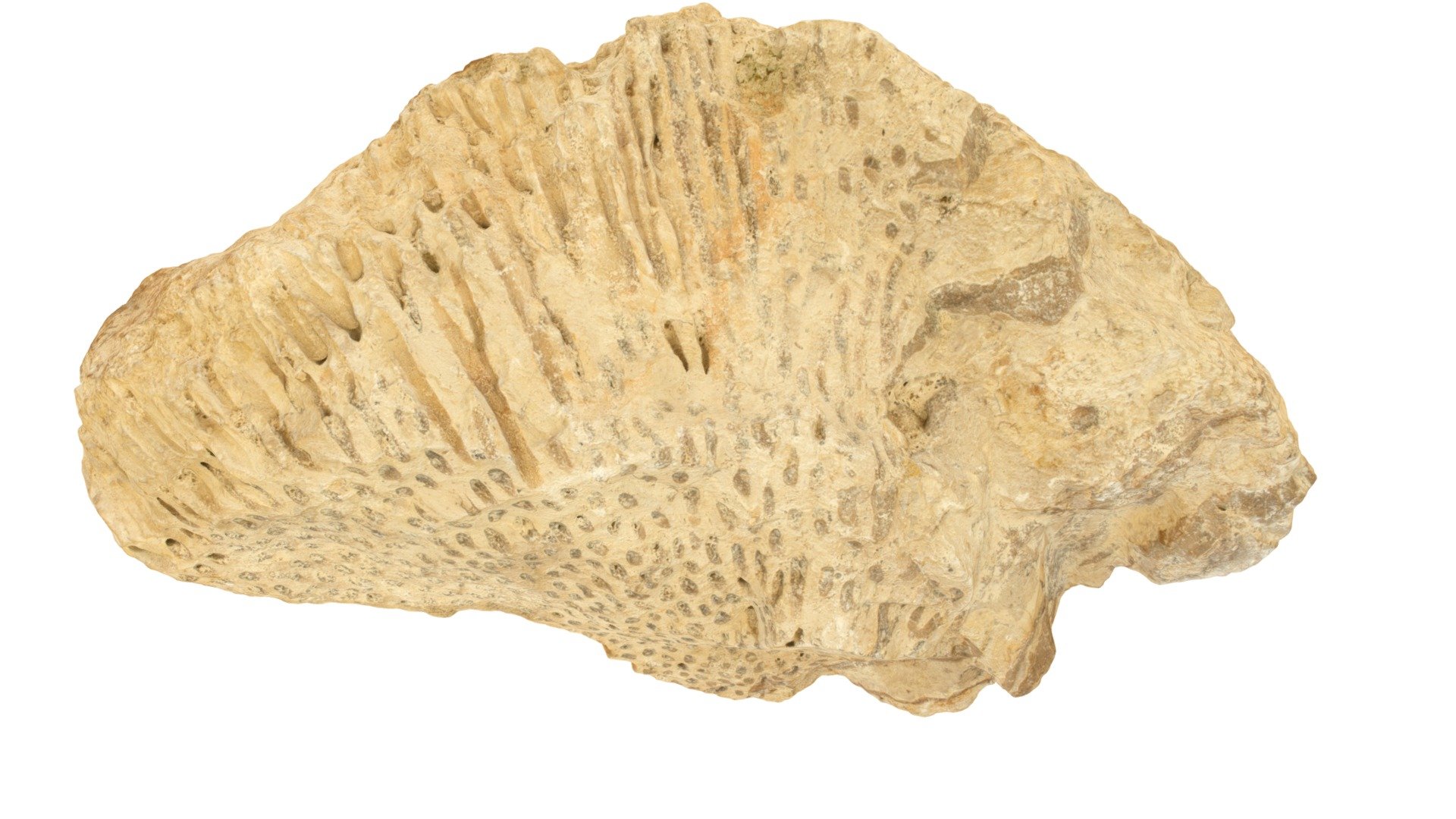 Calcaire à polypiers (coraux) bafflestone - Download Free 3D model by ...