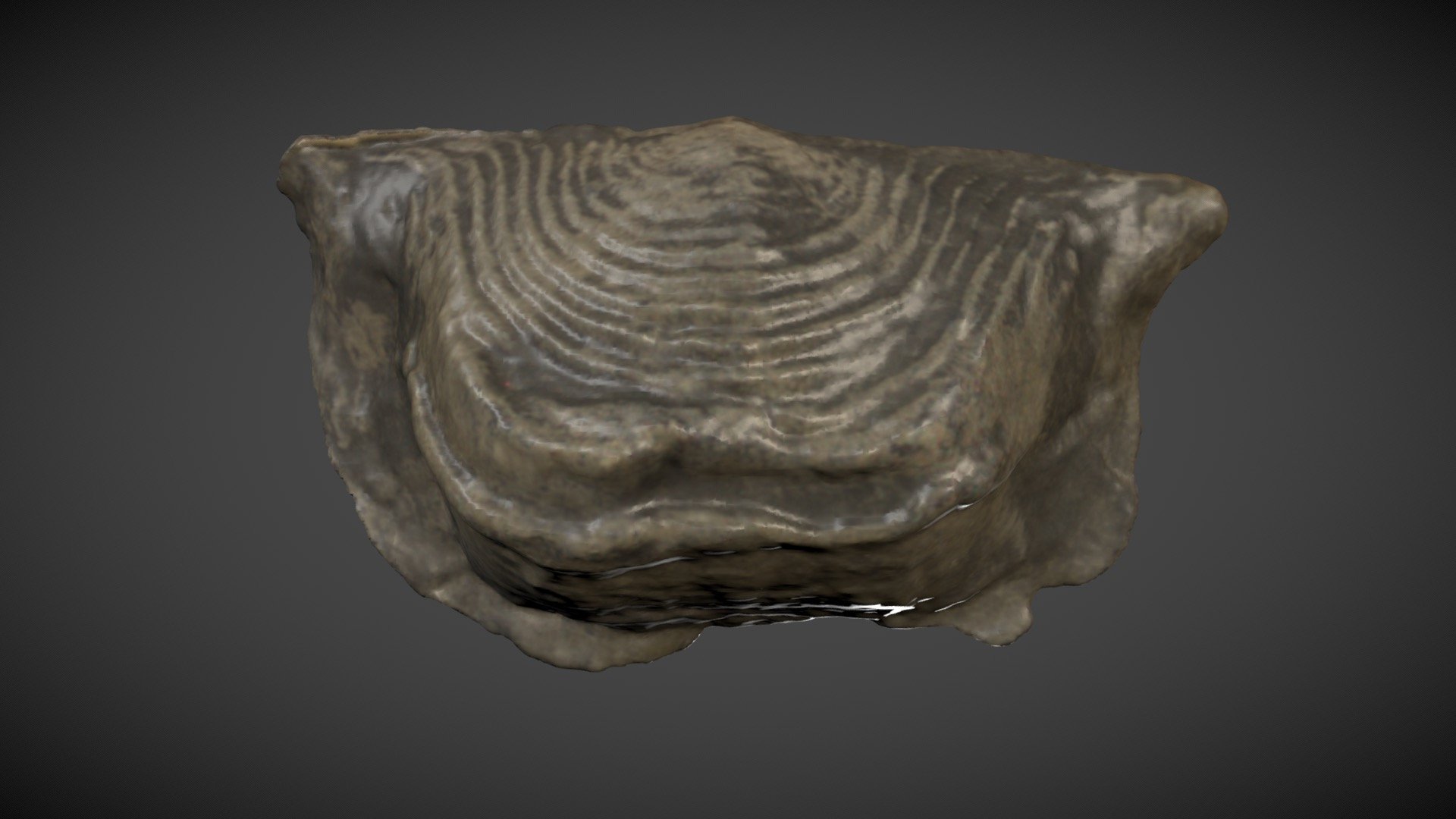 Leptagonia A Flattened Brachiopod Download Free 3d Model By Eddylab