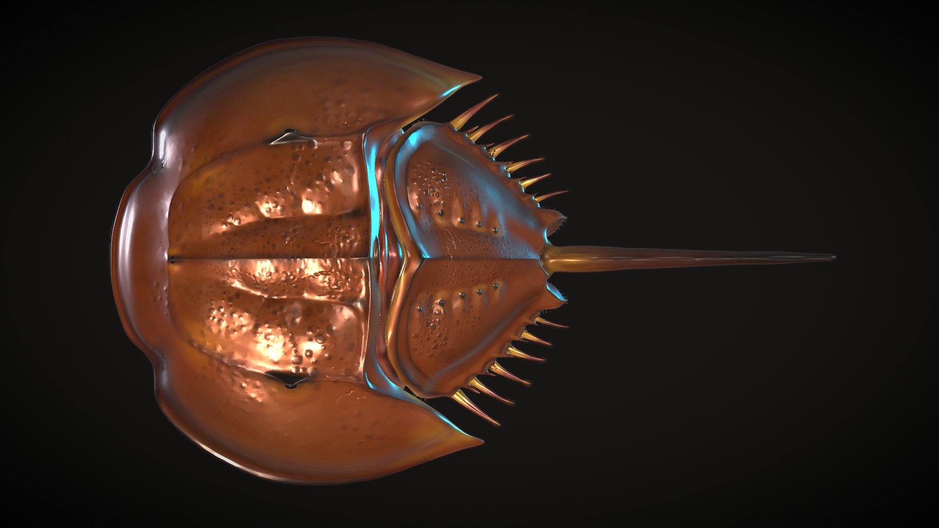 Limulus - Buy Royalty Free 3D model by aka (@dwightnovaky) [c2fa426 ...
