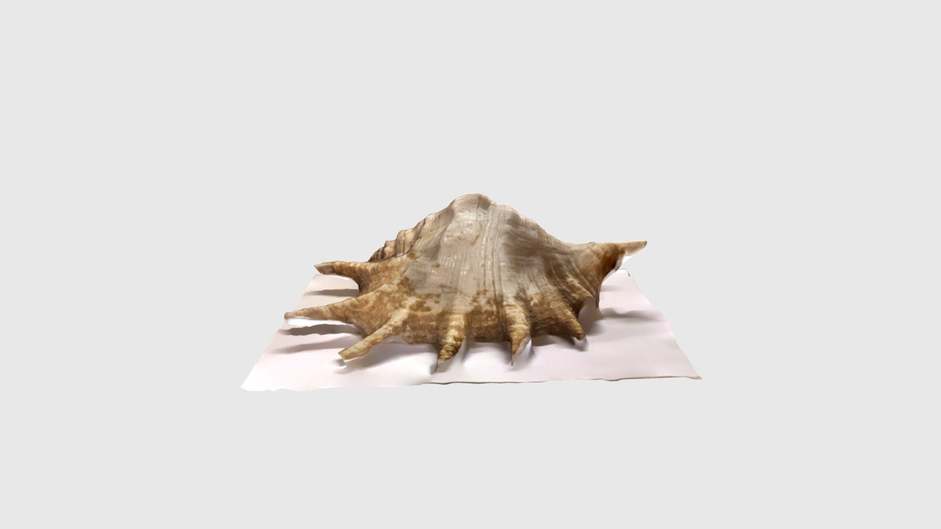 Conch shell - Download Free 3D model by hybridhistories [c30899e ...