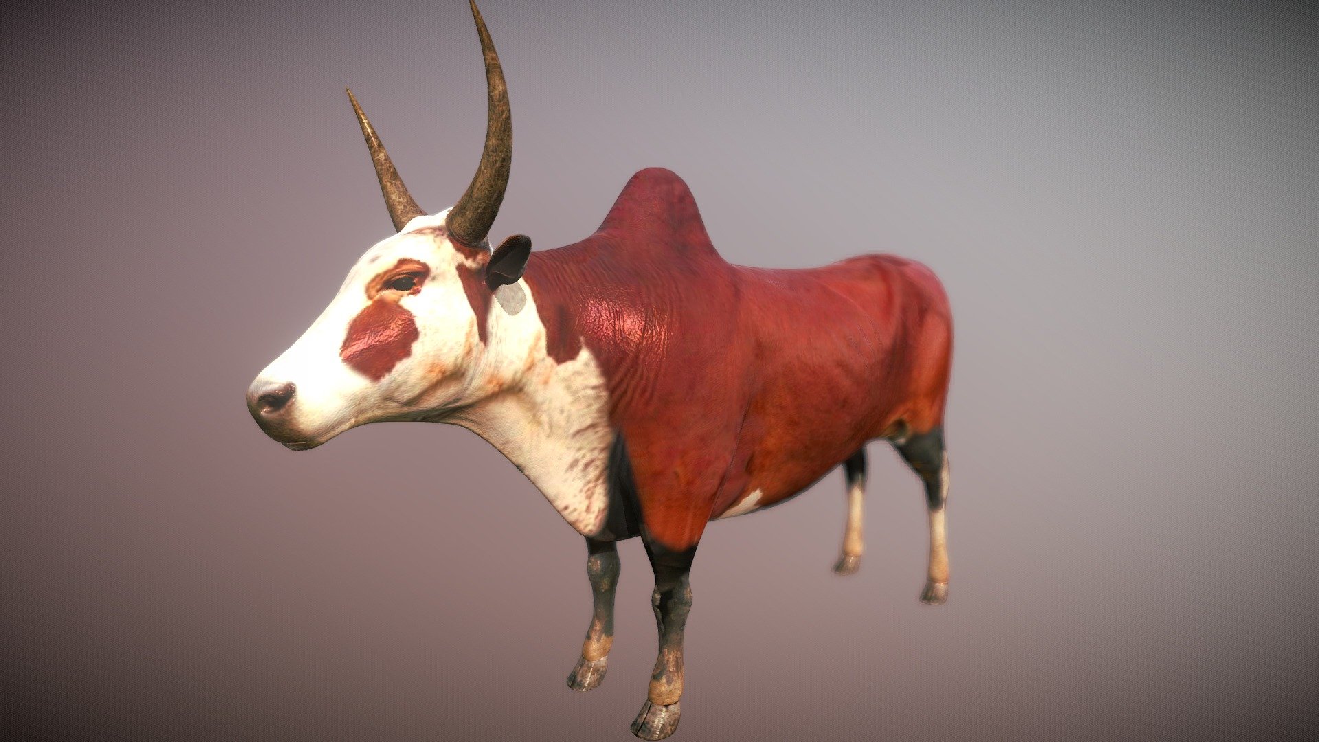 Omby (zébu) - 3D model by lomay [c308e05] - Sketchfab