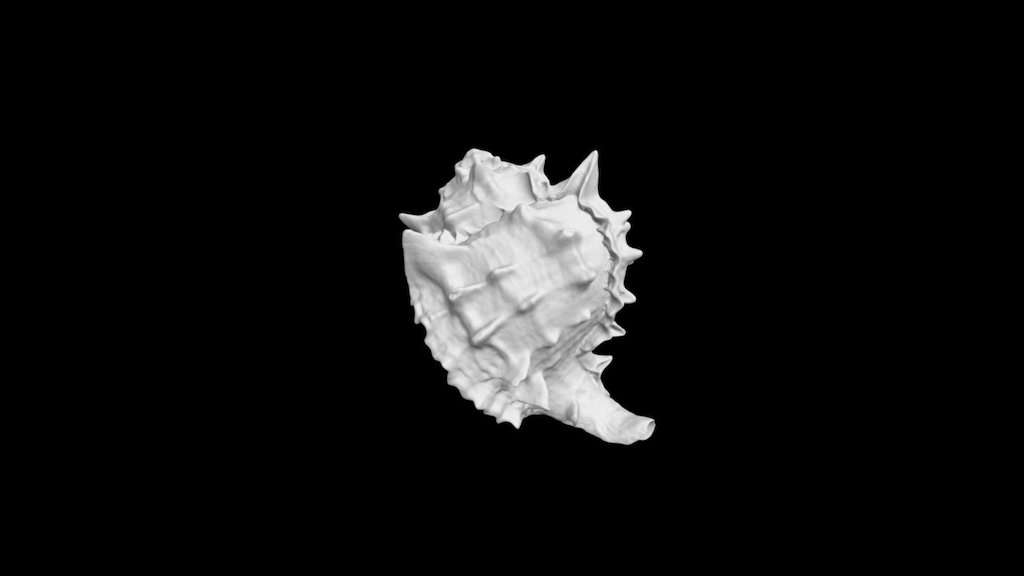Seashell - Download Free 3D model by Eric Bauer (@ebauer4) [c30ba2c ...