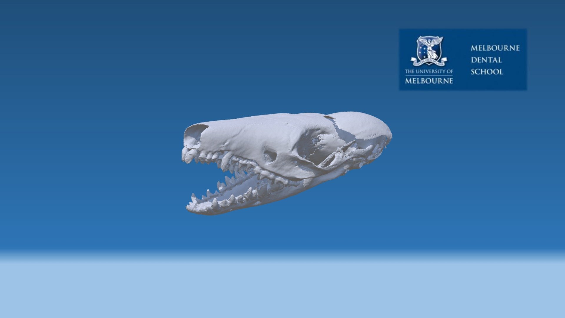 Antechinus - 3D model by Melbourne Dental School (@Ritasodontology ...