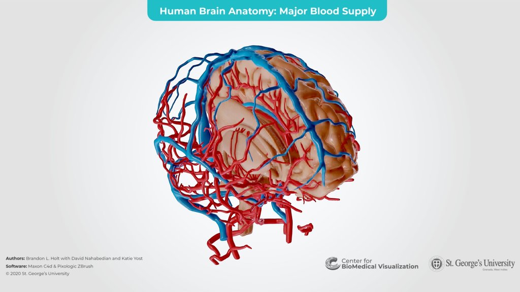 Brain vasculature - A 3D model collection by Labsmedicalschoolanu ...
