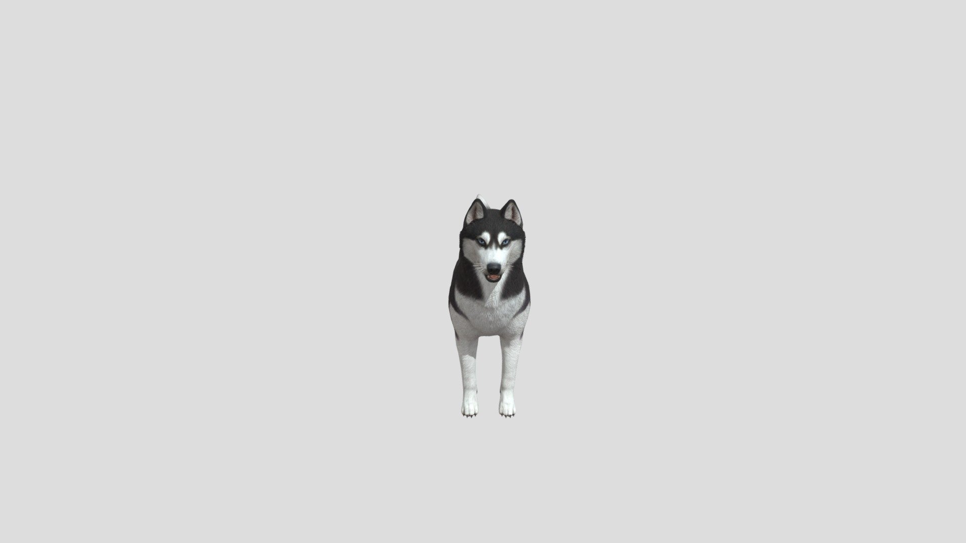 Dog husky - Buy Royalty Free 3D model by Phil3D (@philosophie) [c326254 ...