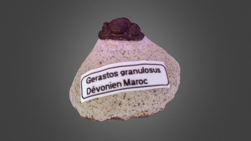 Trilobite Gerastos (Proetus) granulosus - 3D model by GeoNico [c32689a ...