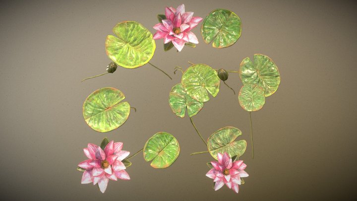 Waterlily 3D models - Sketchfab