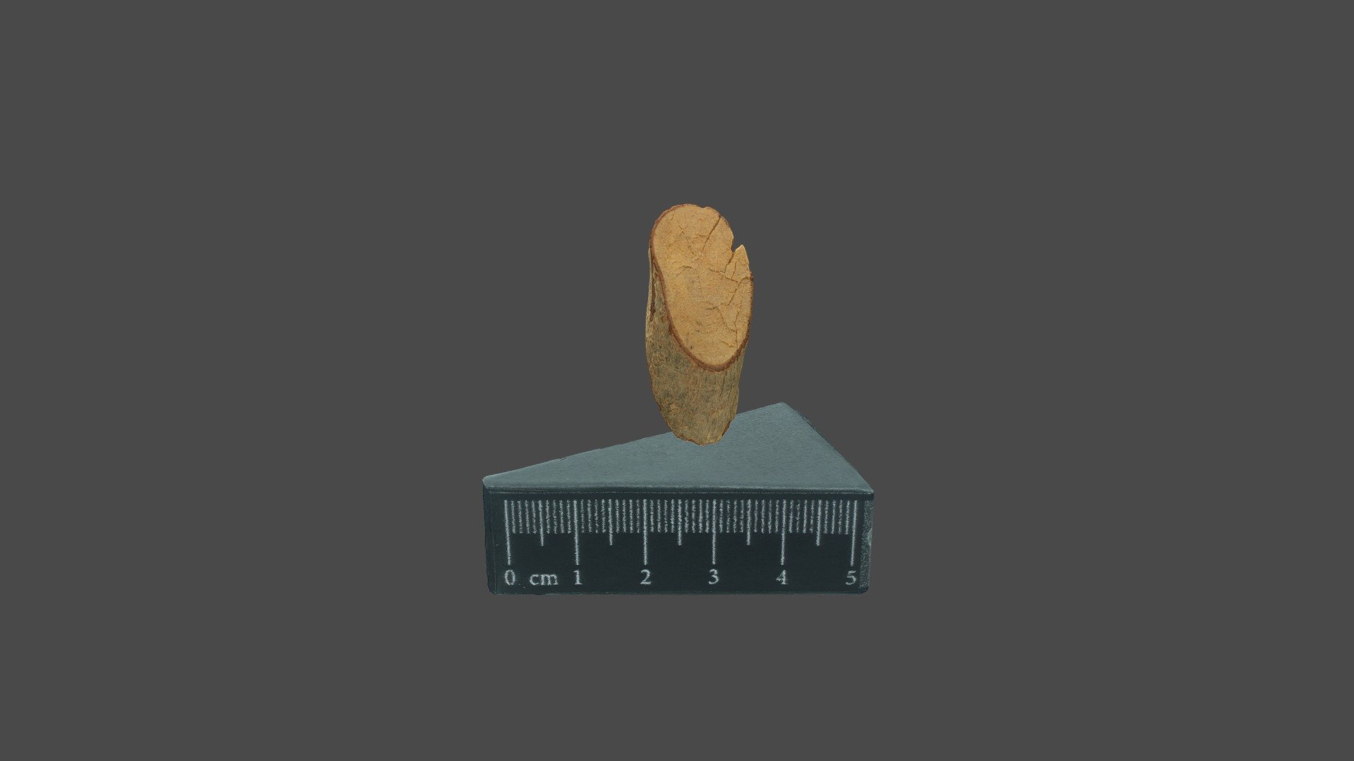 รากเจตพังคี scale bar - Download Free 3D model by SCPHC (@HathairatS24 ...