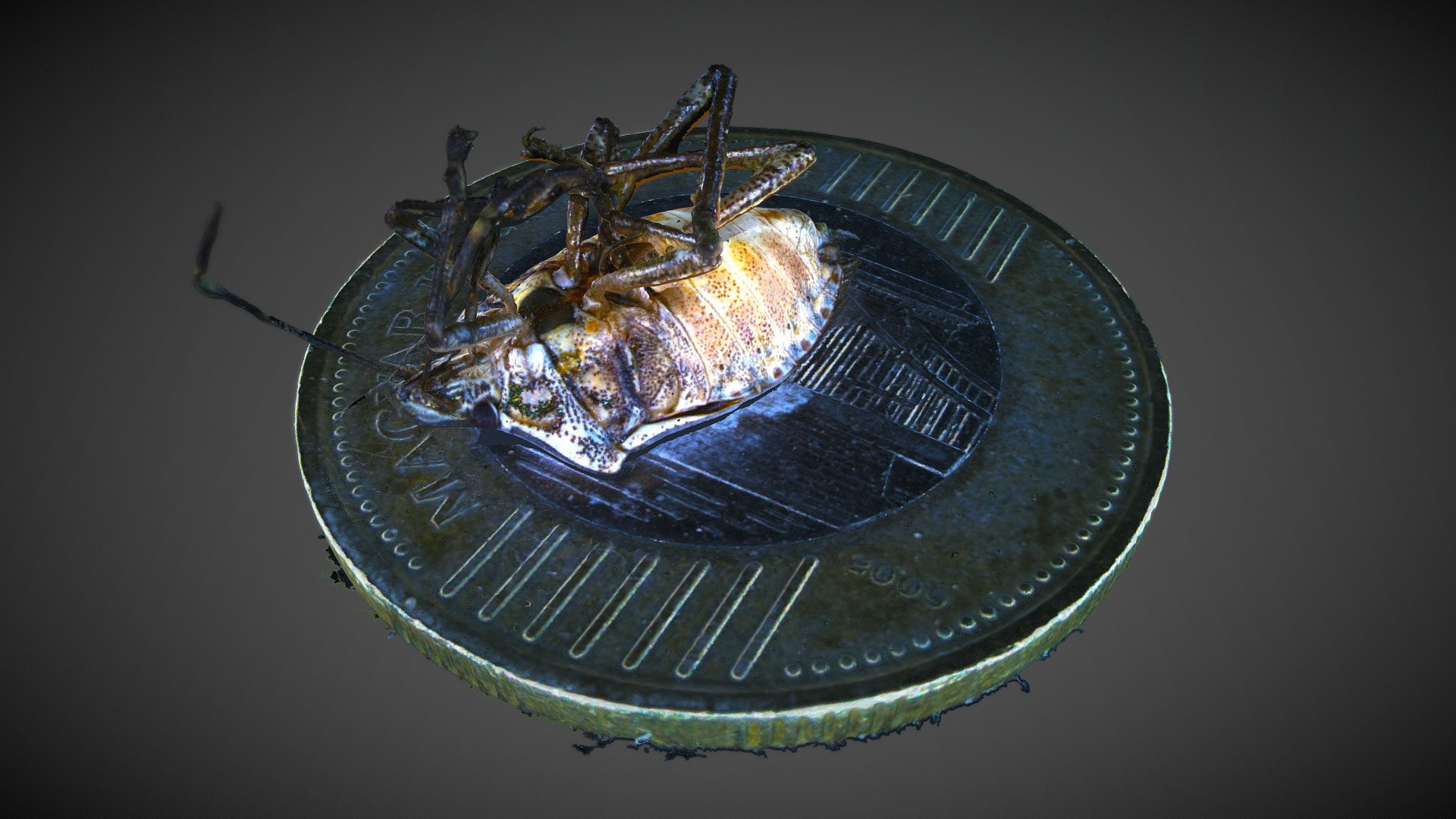 Bug on a coin (chinch) demo - Download Free 3D model by modception ...