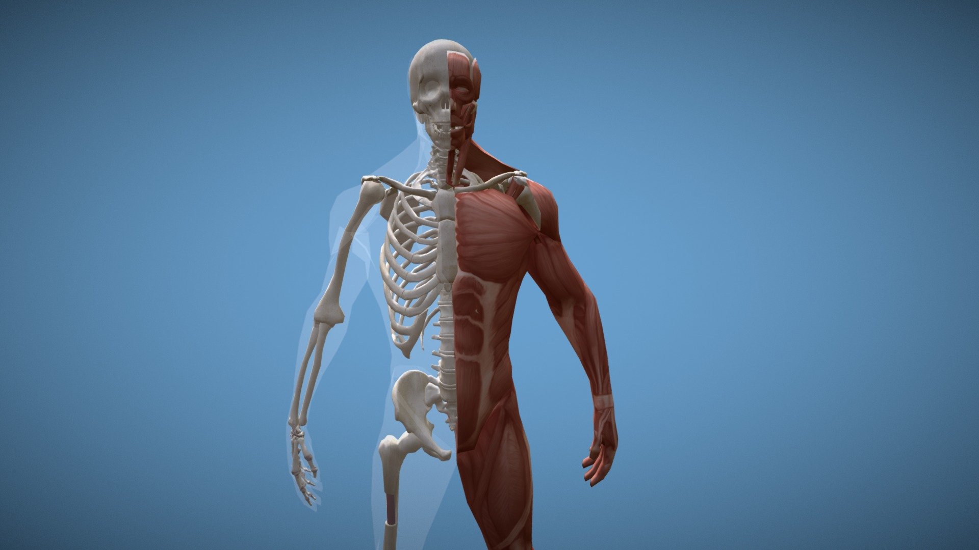 The muskuloskeletal system - 3D model by mironline (@mironline_LATAM ...