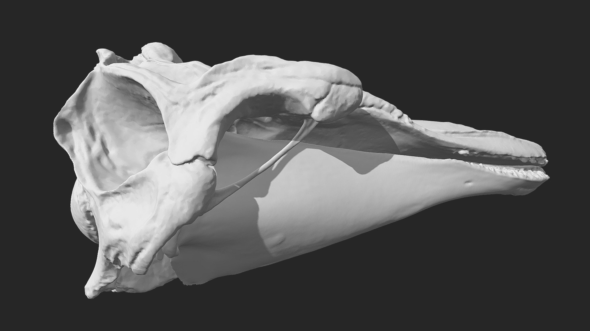 Globicephale noir (modèle fermé sans texture) - Download Free 3D model by Alienor.org, Conseil ...