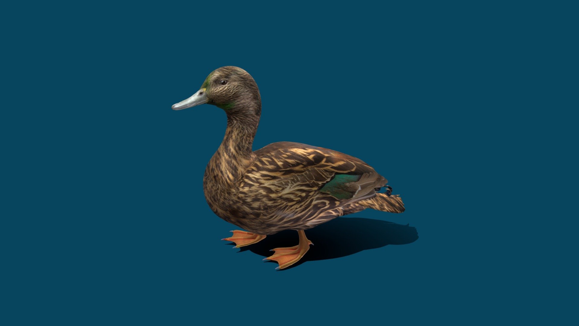 Meller's duck - 3D model by Beautiful Animals (nyilonelycompany ...
