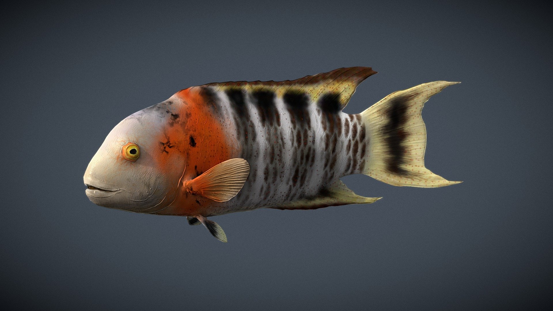 Redbreasted Wrasse （Sparus fasciatus） - 3D model by lanking [c3415fa ...