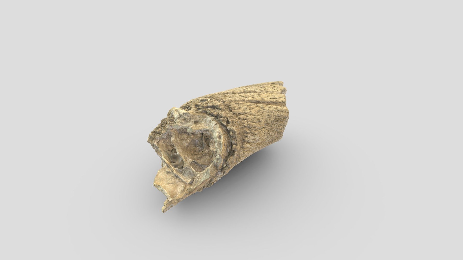 Bison priscus - 3D model by Herman Ottó Múzeum (@hermanottomuseum ...