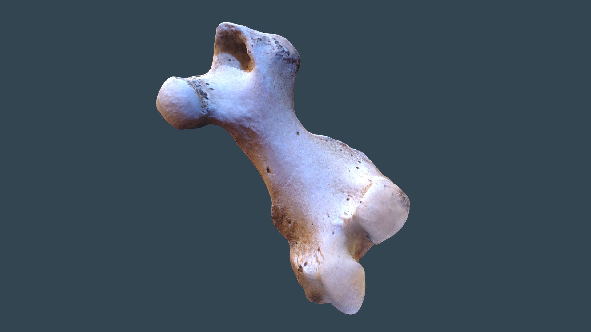 Seal Femur (right) - 3D model by Mel_Medical_Visuals (@mbititci ...