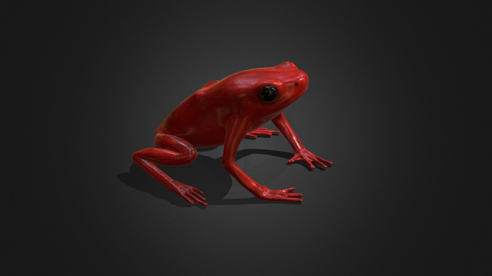 Splendid Poison Frog - Buy Royalty Free 3D model by AH (@agher ...