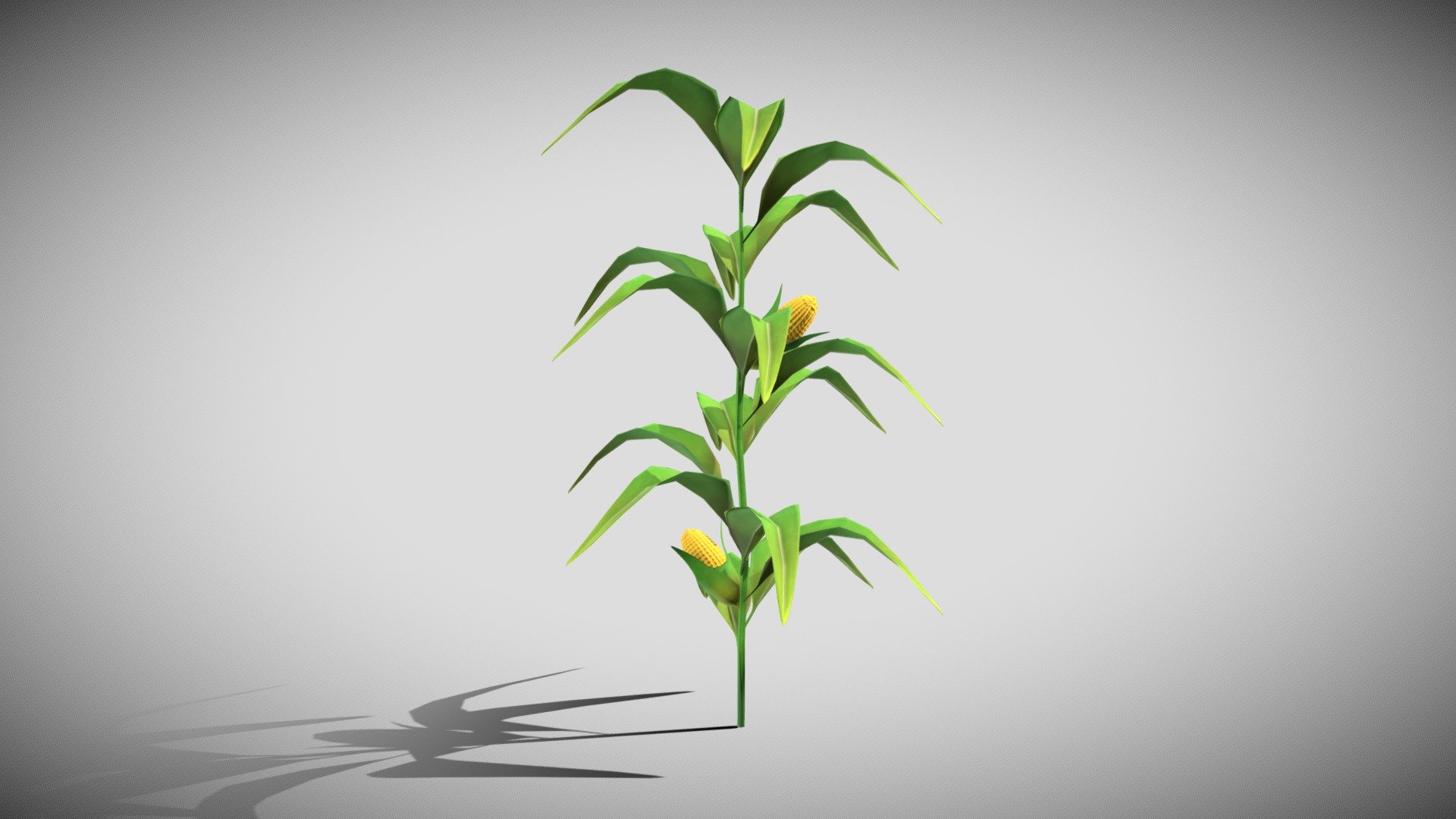 Corn - 3D model by canvasbushi [c34996e] - Sketchfab