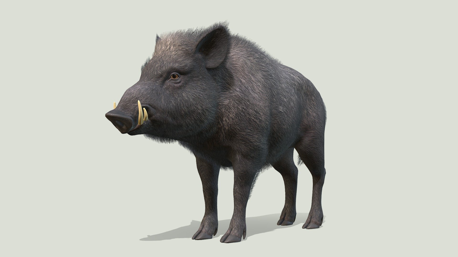 Wild Boar - Male - Buy Royalty Free 3D model by RedDeer (@billl90 ...