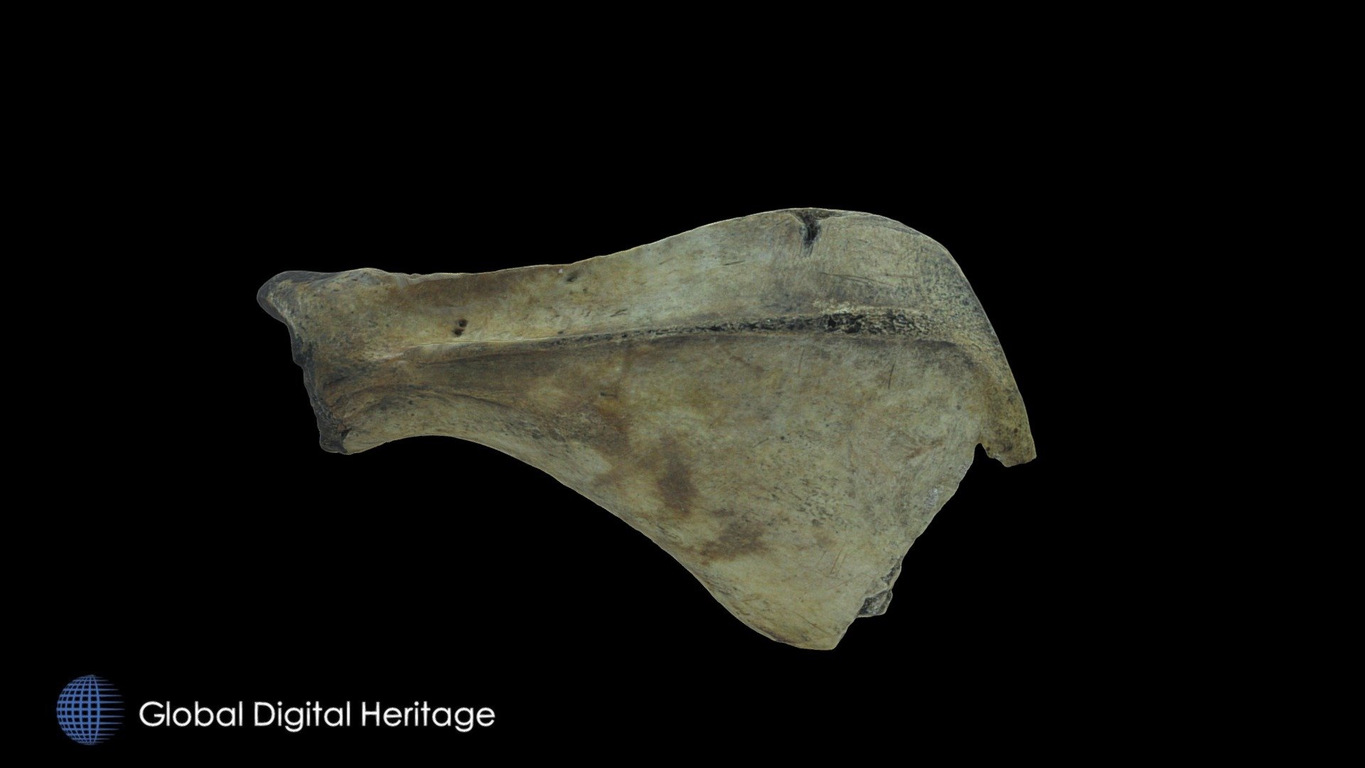 Sea Mammal Scapula with mods. XCB-105-3707 - Download Free 3D model by ...