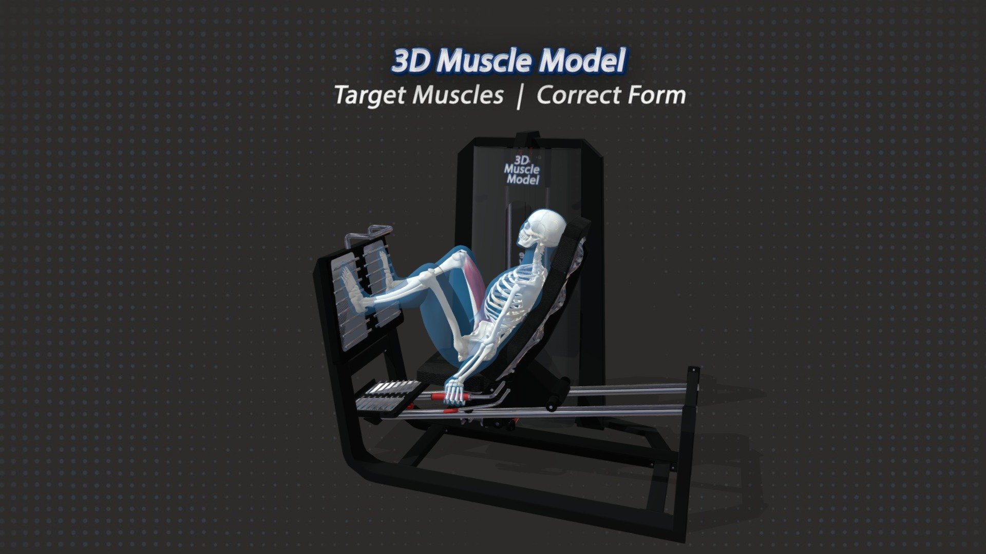 67. Cable Loaded Leg Press Machine - 3D model by Mike - 3D Muscle Model ...