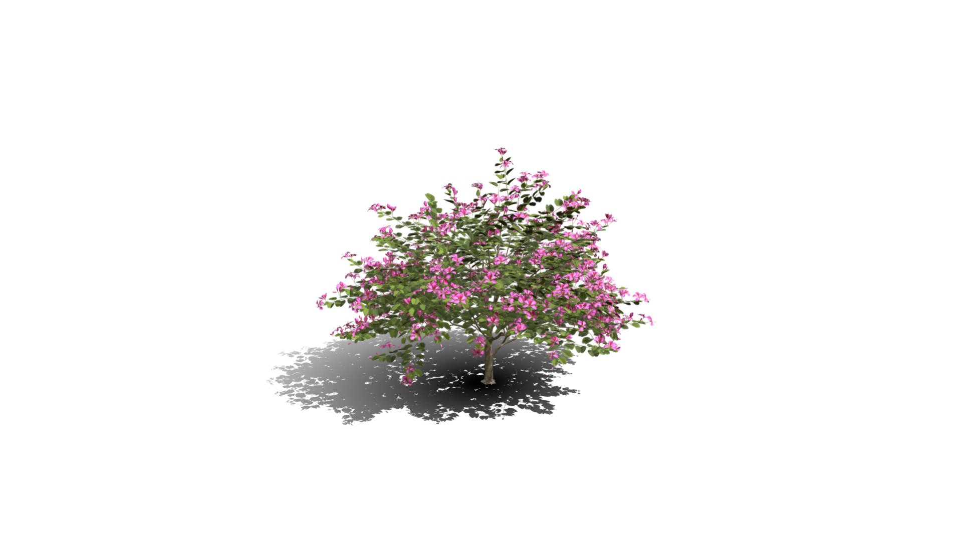 Realistic HD Hong Kong orchid tree (17/40) - Download Free 3D model by ...
