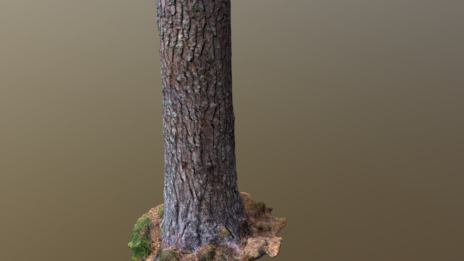 Tree scan. - 3D model by SindreG (@SindreGroen) [c35beee] - Sketchfab