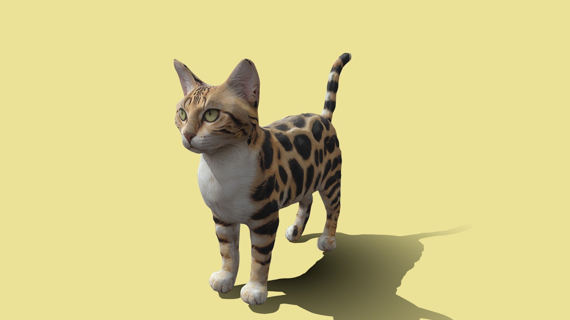 Bengal Cat - Buy Royalty Free 3D model by The Scan Man (@TheScanMan ...